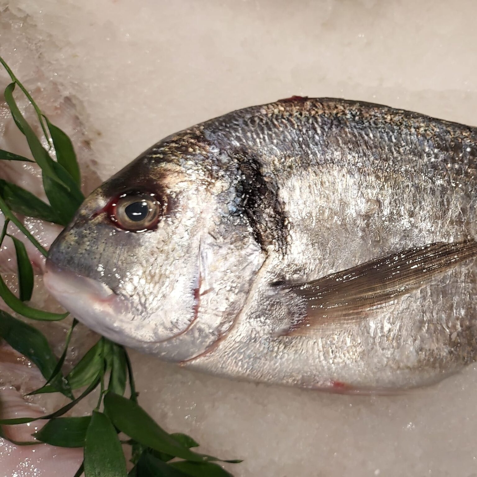 Poissons - Saveurs de l'Océan Dordogne